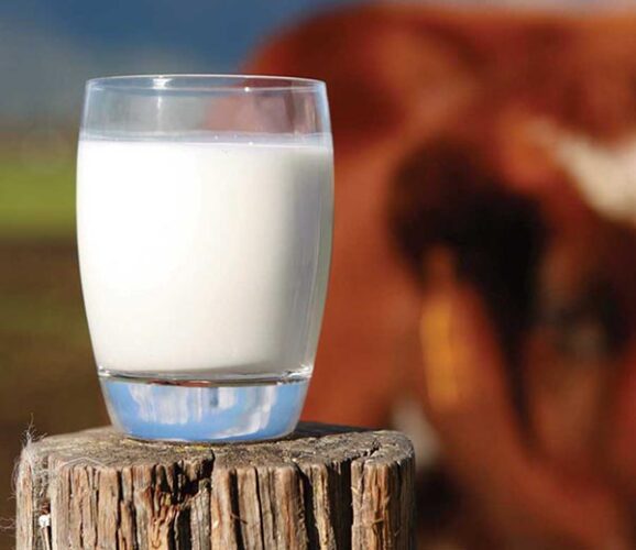 Keeping a Family Milk Cow for Milk, Cream, Cheese & More – Mother Earth ...